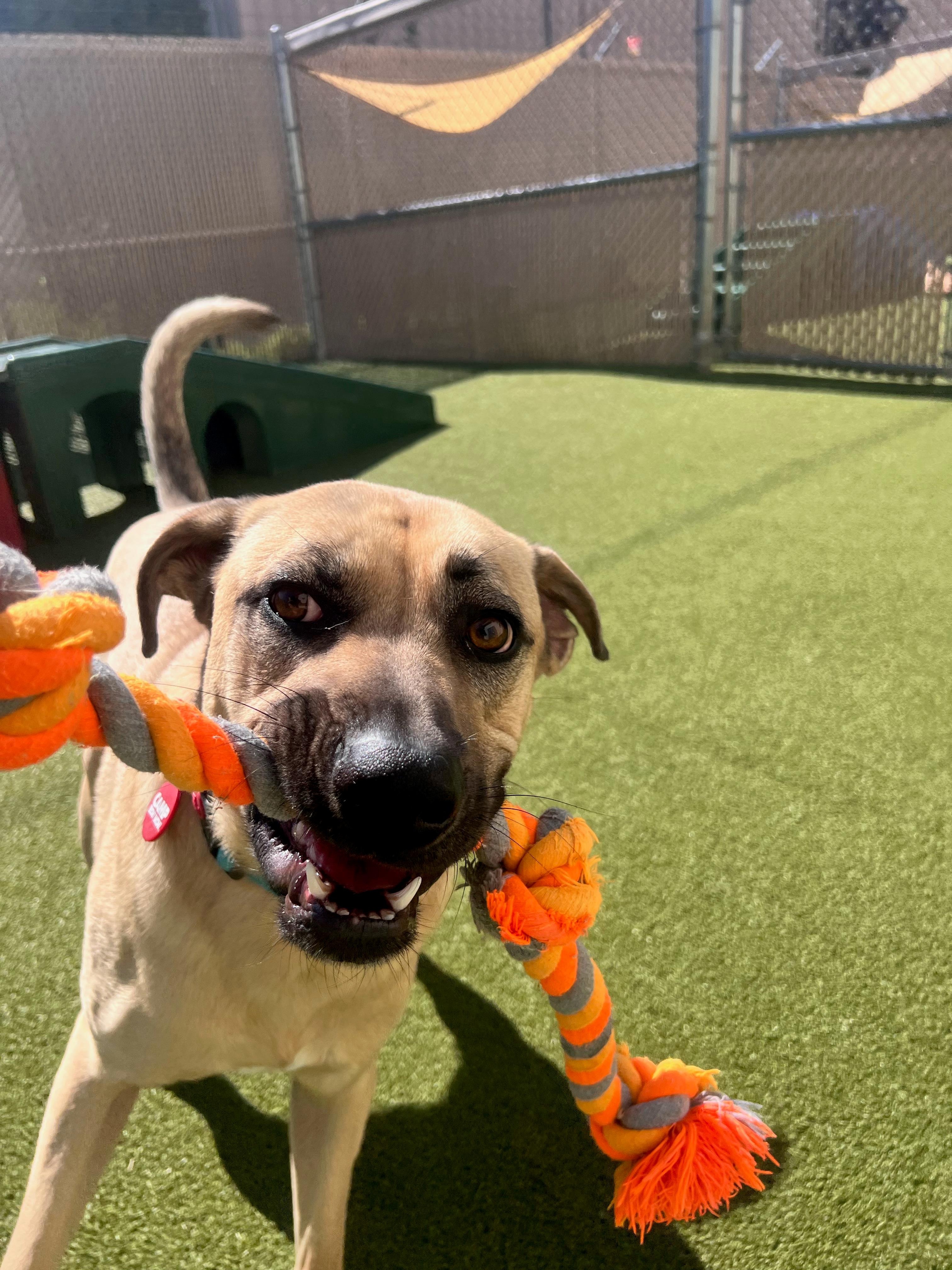 Camp Bow Wow Carmel